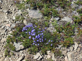 Kaleberg Symbionts Home Page