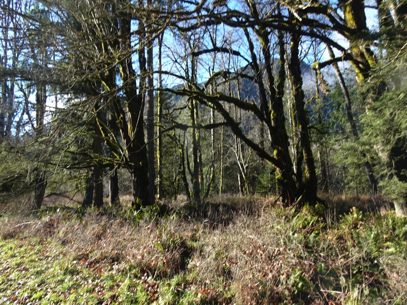 Kaleberg Symbionts Home Page