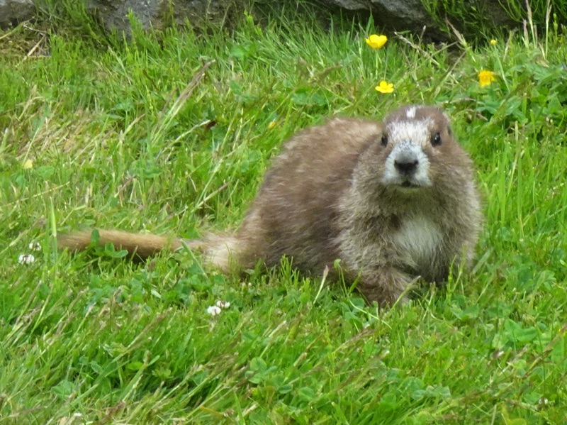 Kaleberg Symbionts Home Page